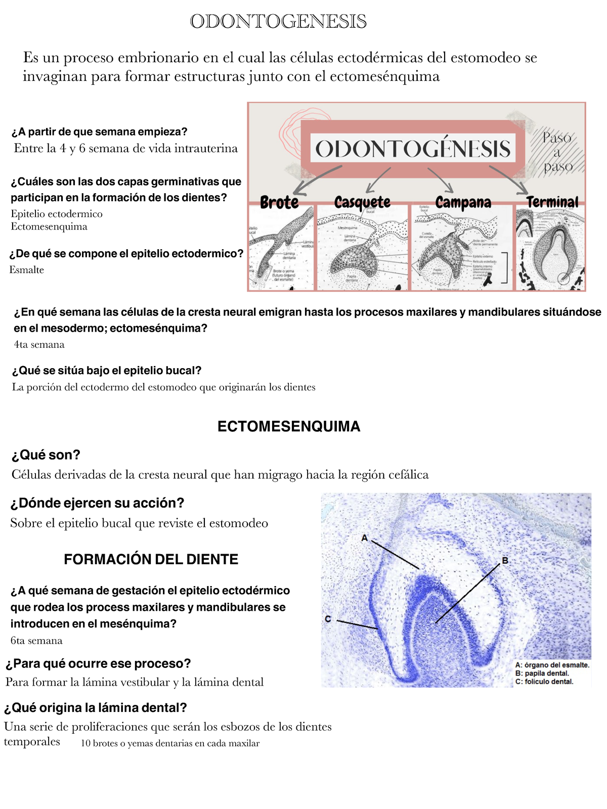 Odontogenesis - ODONTOGENESIS Es un proceso embrionario en el cual las ...