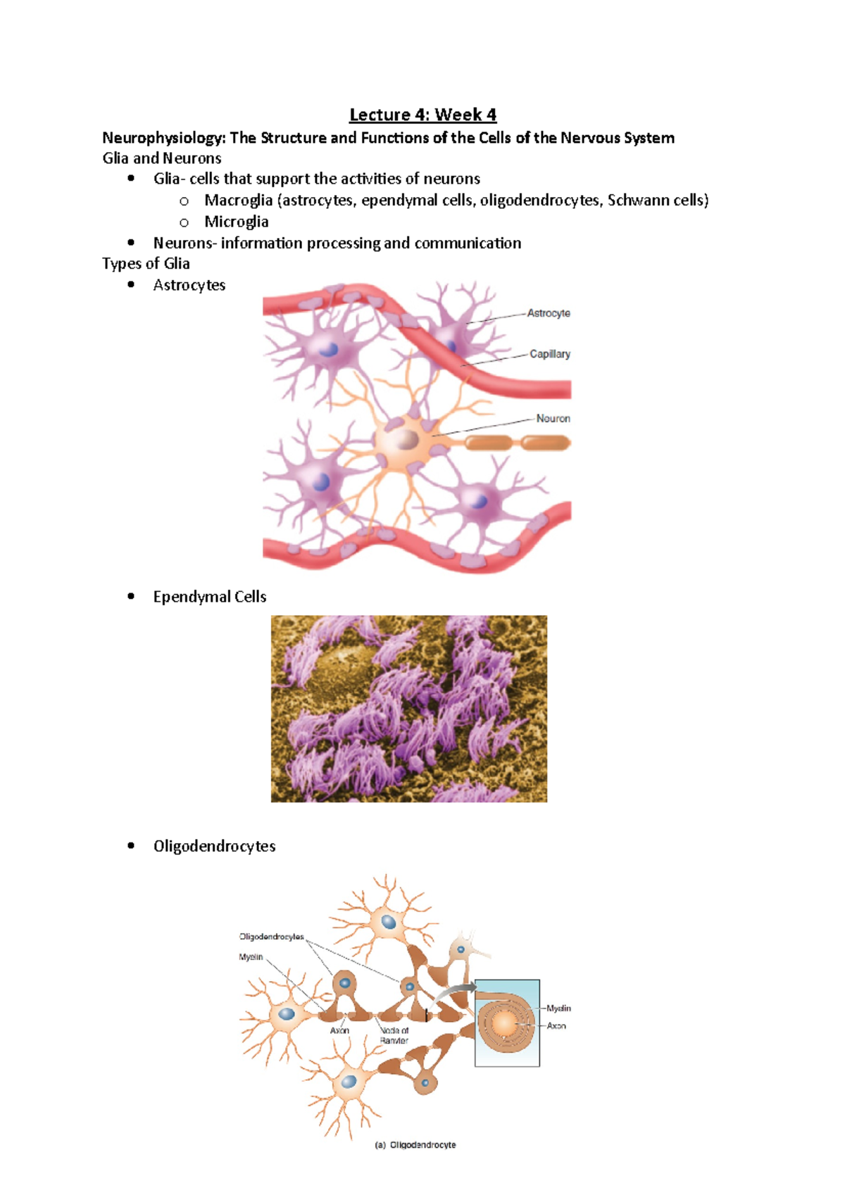 Lecture 4 - Lecture 4: Week 4 Neurophysiology: The Structure and Functions of the Cells of the ...