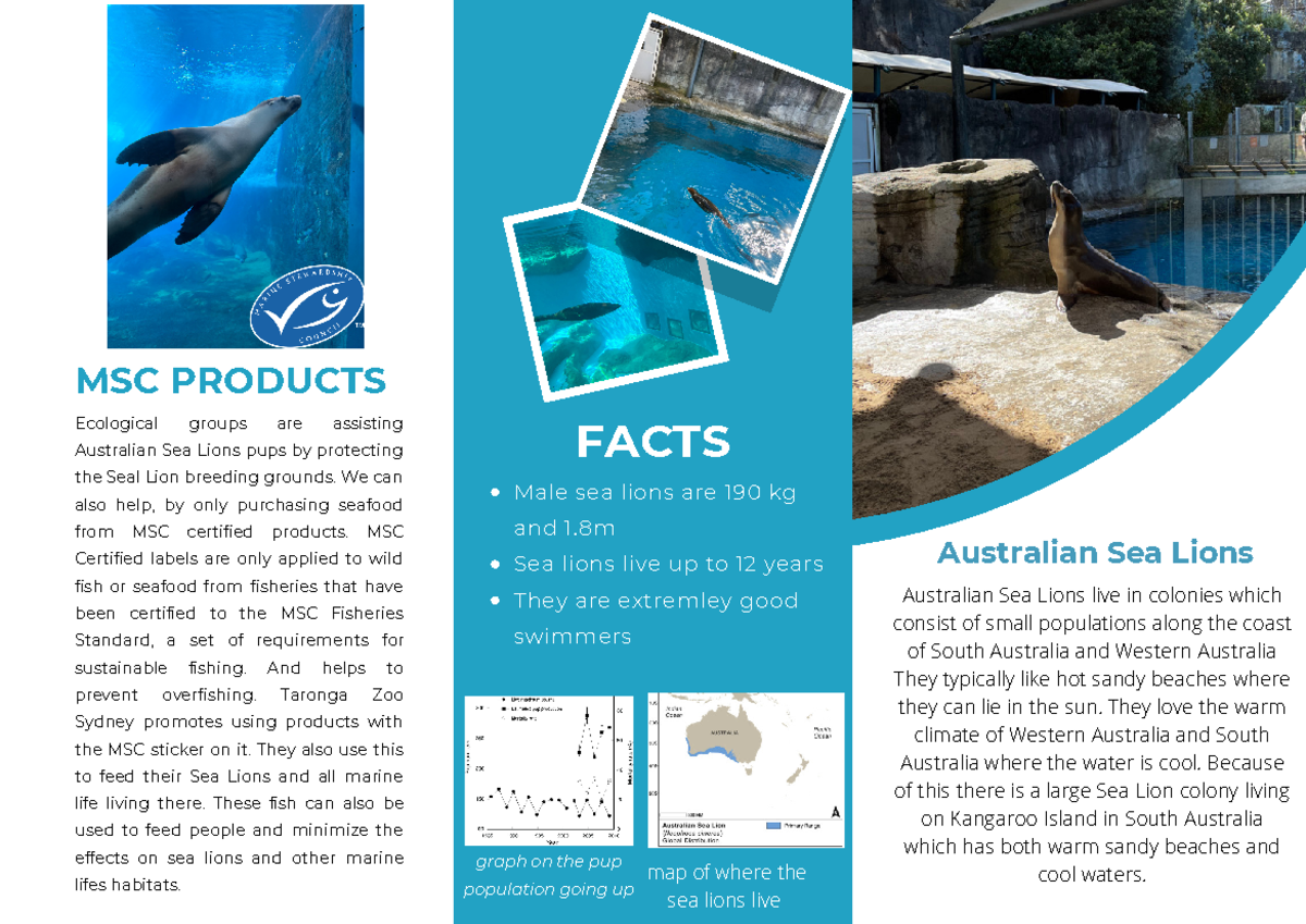 Geography sealions assignment - Australian Sea Lions FACTS MSC PRODUCTS ...