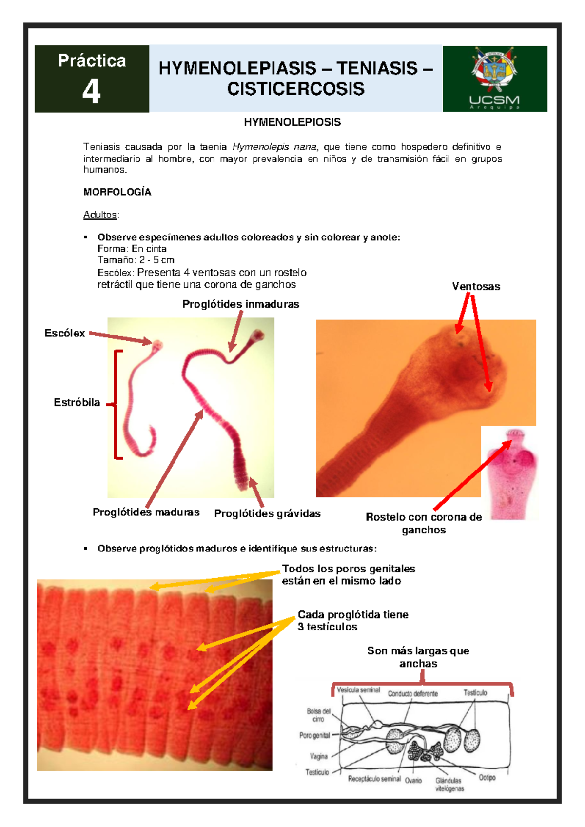 Guia de hymenolepiasis, teniasis y cisticercosis - Estróbila ...