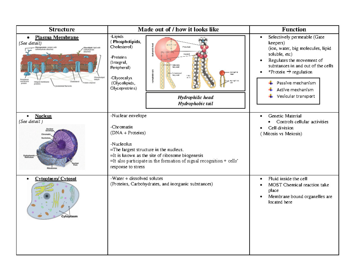 Cell strucutre (Prinable) - Structure Made out of / how it looks like ...