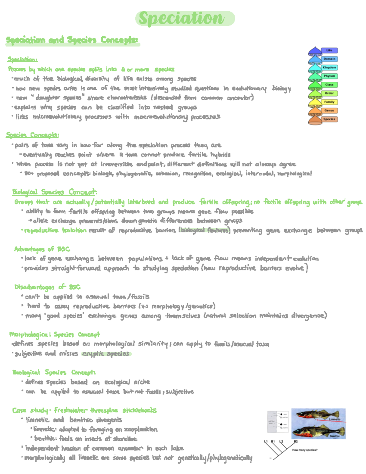 Speciation - speciationandSpecies Concepts Speciation Process by ...