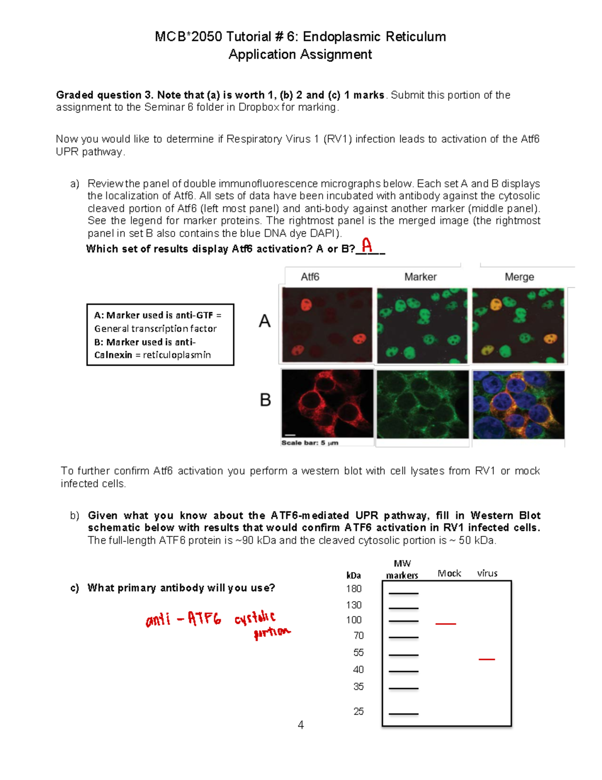 Endoplasmic reticulum seminar 6 PDF NEW-1 - 4 MCB*2050 Tutorial # 6 ...