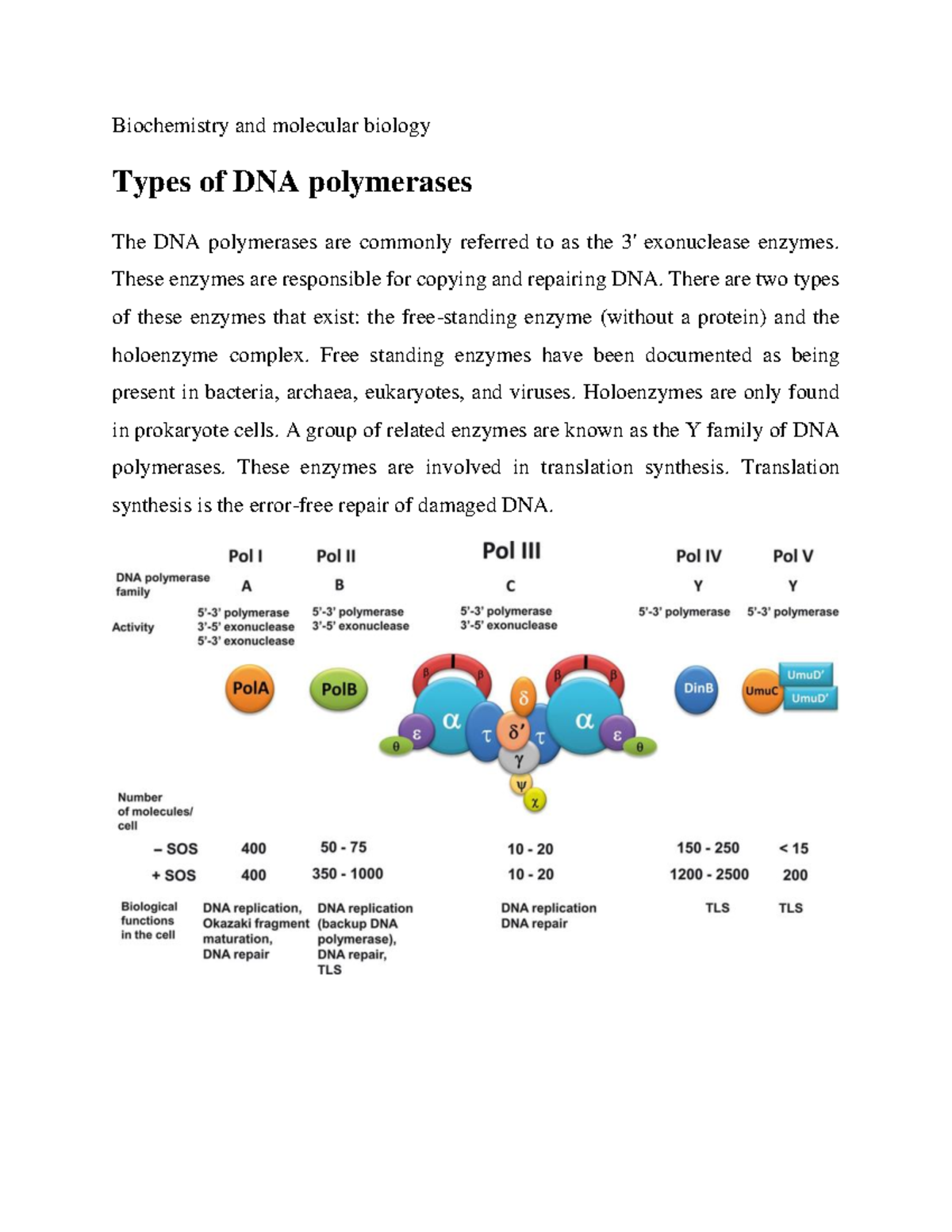 Types of DNA polymerases - Biochemistry and molecular biology Types of DNA polymerases The DNA ...