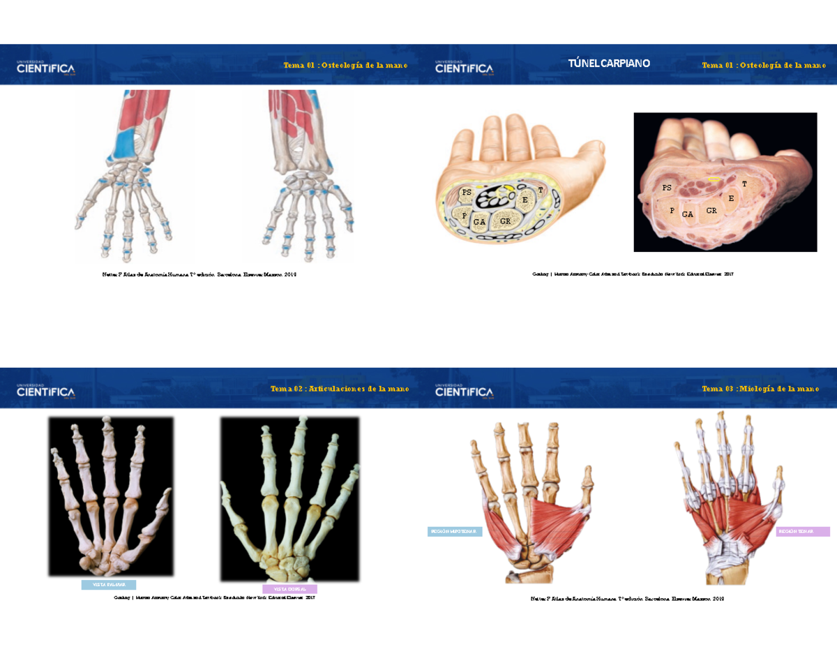 Huesos de la mano - anatomia 2 - ####### Netter F. Atlas de Anatomía ...