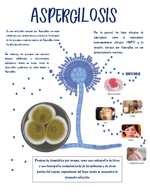 Rhizopus - Presentación de hongo - RHIZOPUS Es un Zygomiceto ...