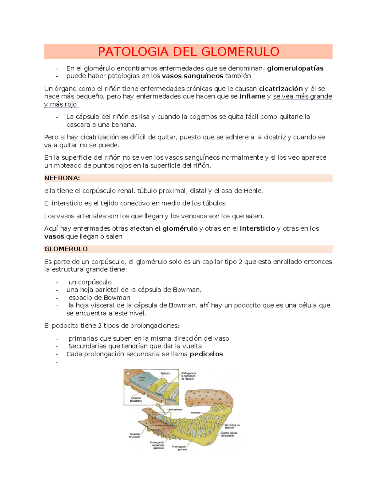 Patologia DEL Glomerulo - PATOLOGIA DEL GLOMERULO En el glomérulo ...
