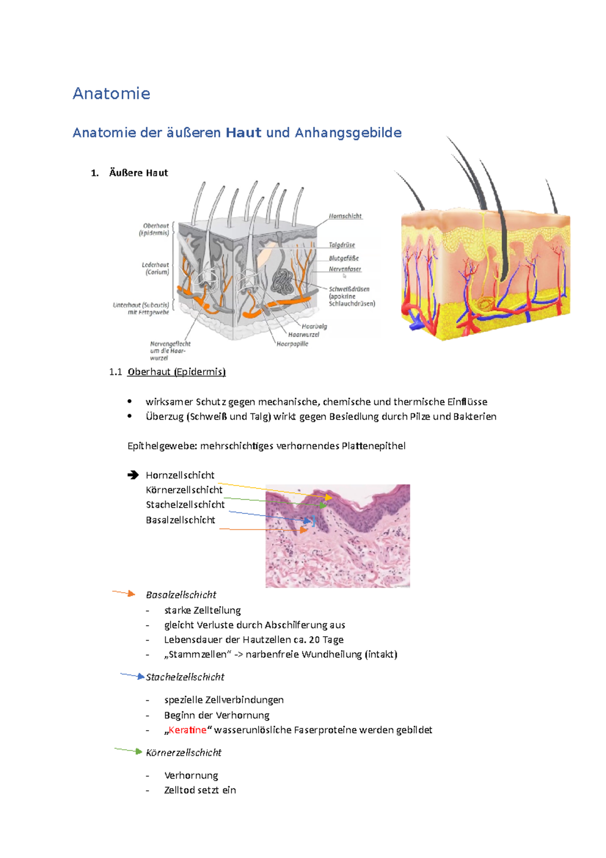 Anatomie - Anatomie Anatomie der äußeren Haut und Anhangsgebilde 1 ...