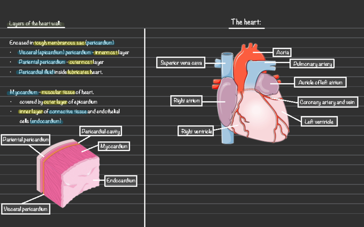 FLG 212 Cardiovascular system notes - The heart: Aorta Pulmonary artery ...