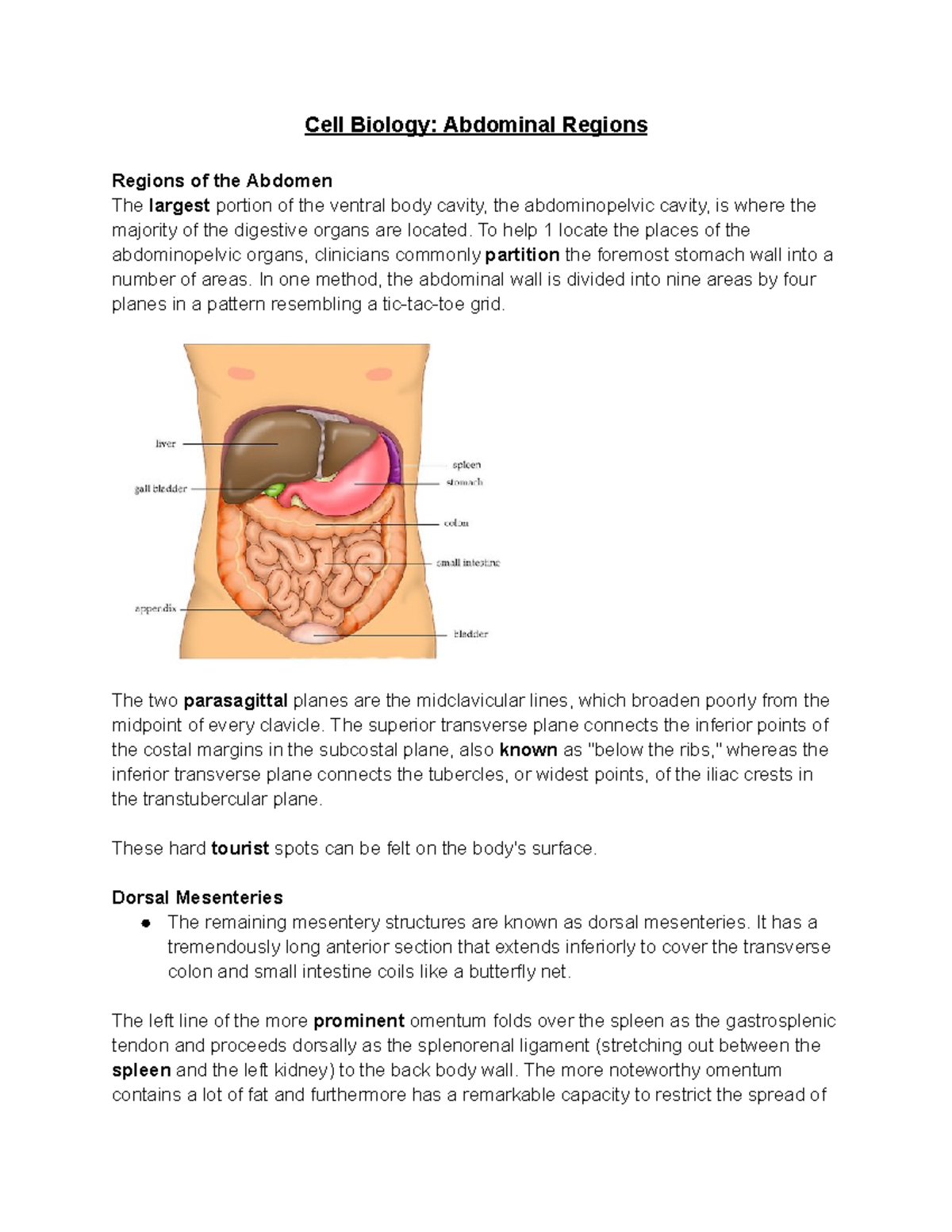 Cell Biology Abdominal Regions - Cell Biology: Abdominal Regions ...
