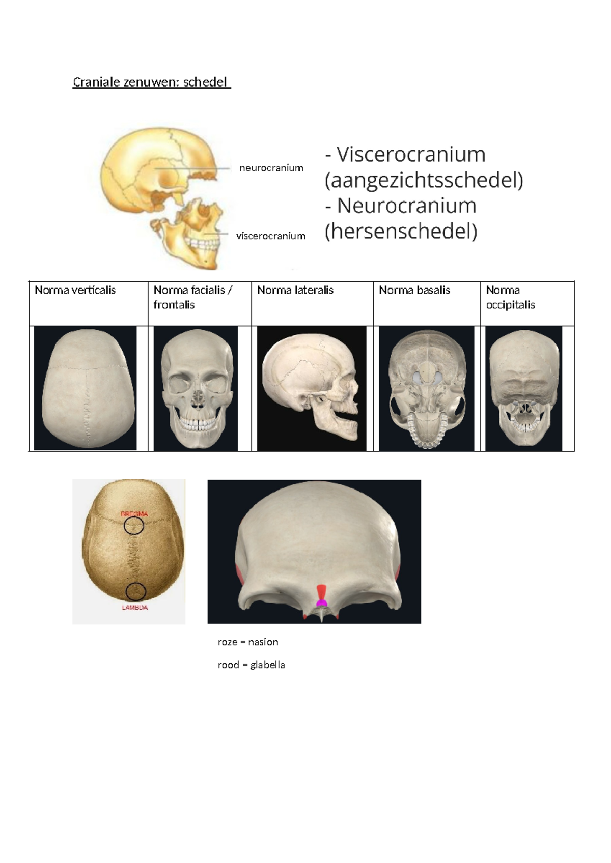 Craniale zenuwen schedel - Craniale zenuwen: schedel Norma verticalis ...