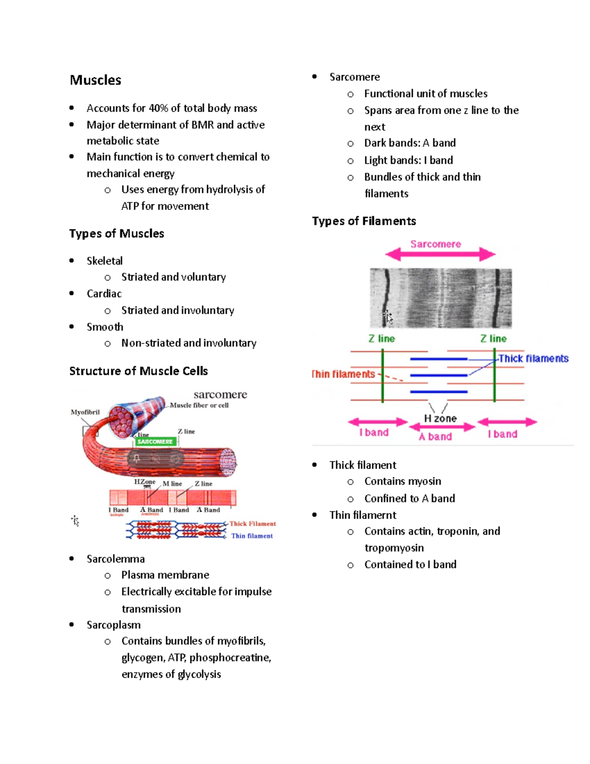 BIO 04-19-2021 Muscles AND Cytoskeleton Notes - Muscles Accounts for 40 ...