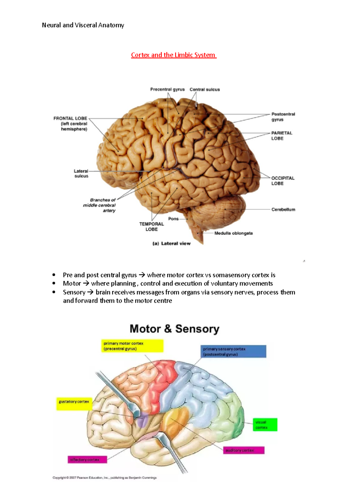 Cortex and the Limbic System Notes - Cortex and the Limbic System Pre ...