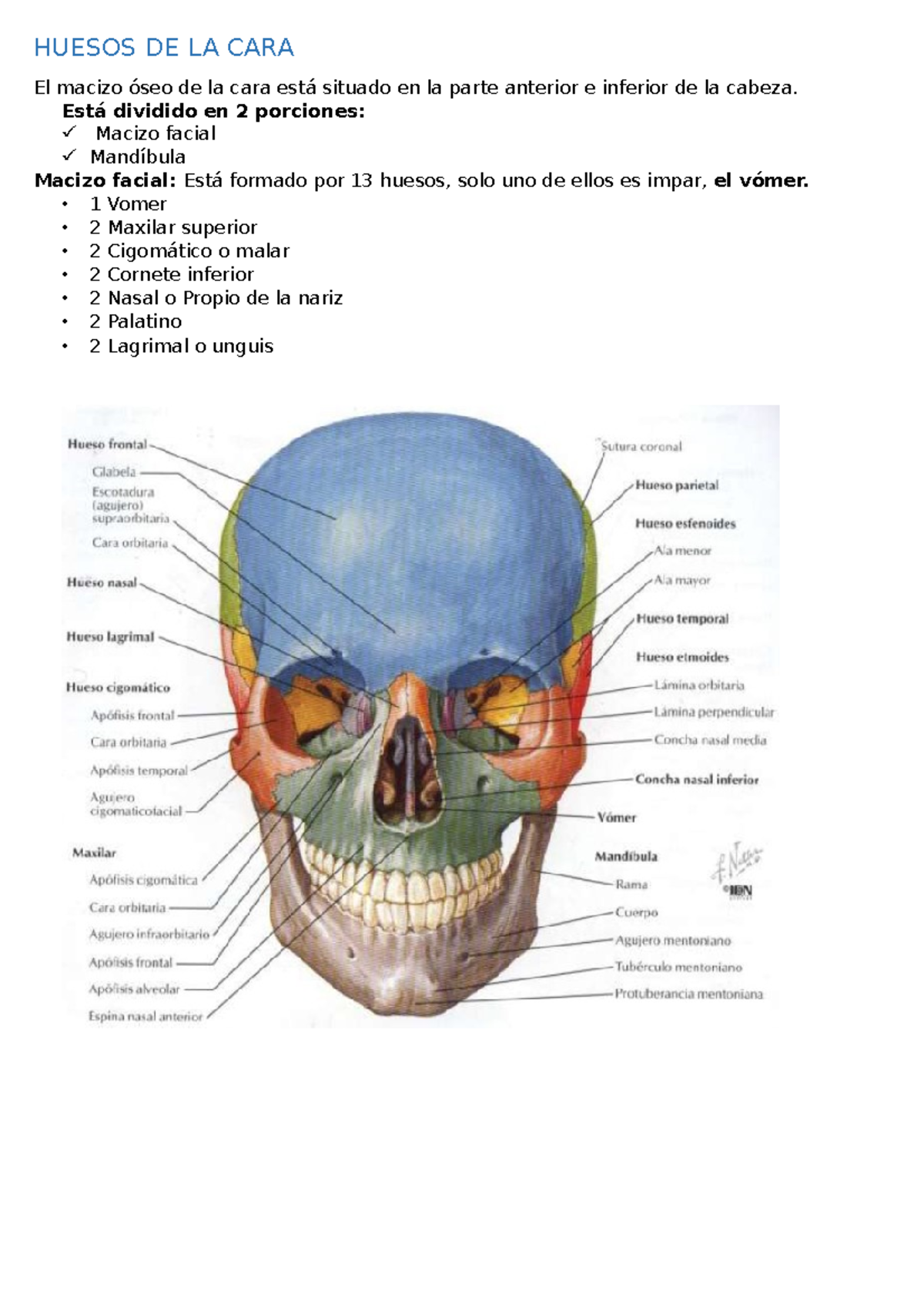Resumo Huesos DE LA CARA - HUESOS DE LA CARA El macizo óseo de la cara ...