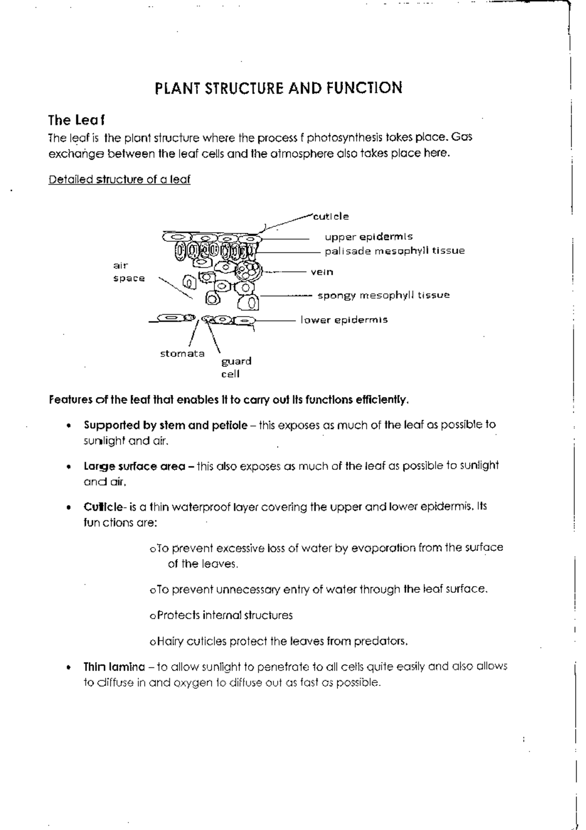 Biology simple notes - PLANT STRUCTURE AND FUNCTION The Leaf The leaf ...