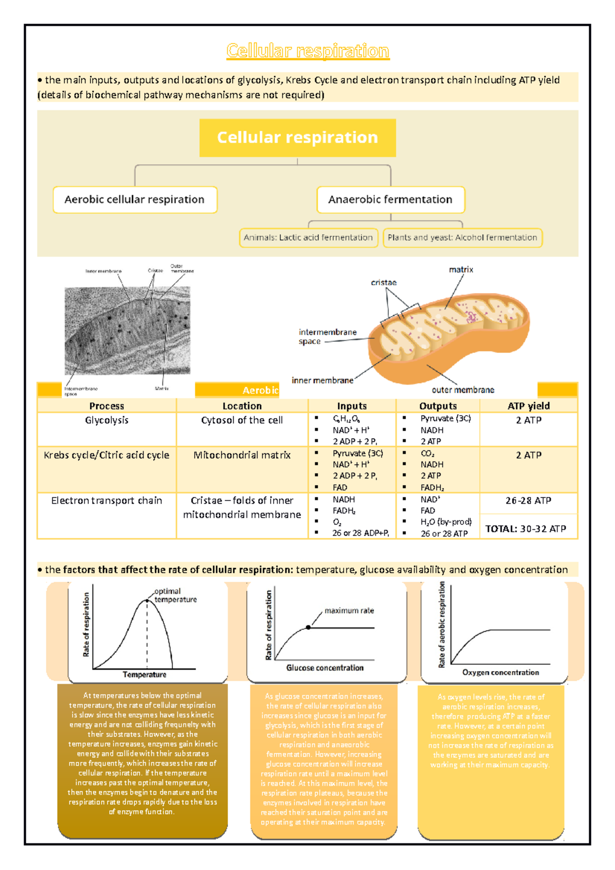 Cellular respiration notes - Cellular respiration the main inputs ...