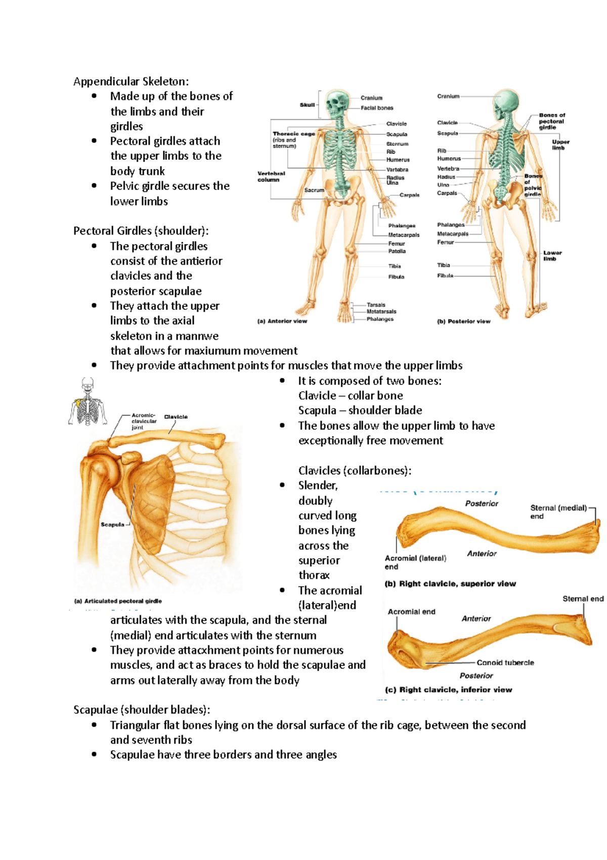 Bones of the upper body - Appendicular Skeleton: Made up of the bones ...