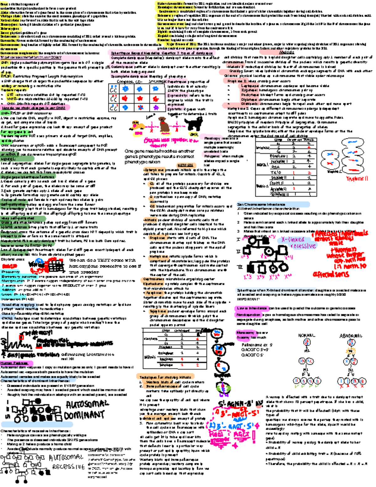 Study Sheet Exam 1 Genetics - ####### Gene: a distinct sequence of ...