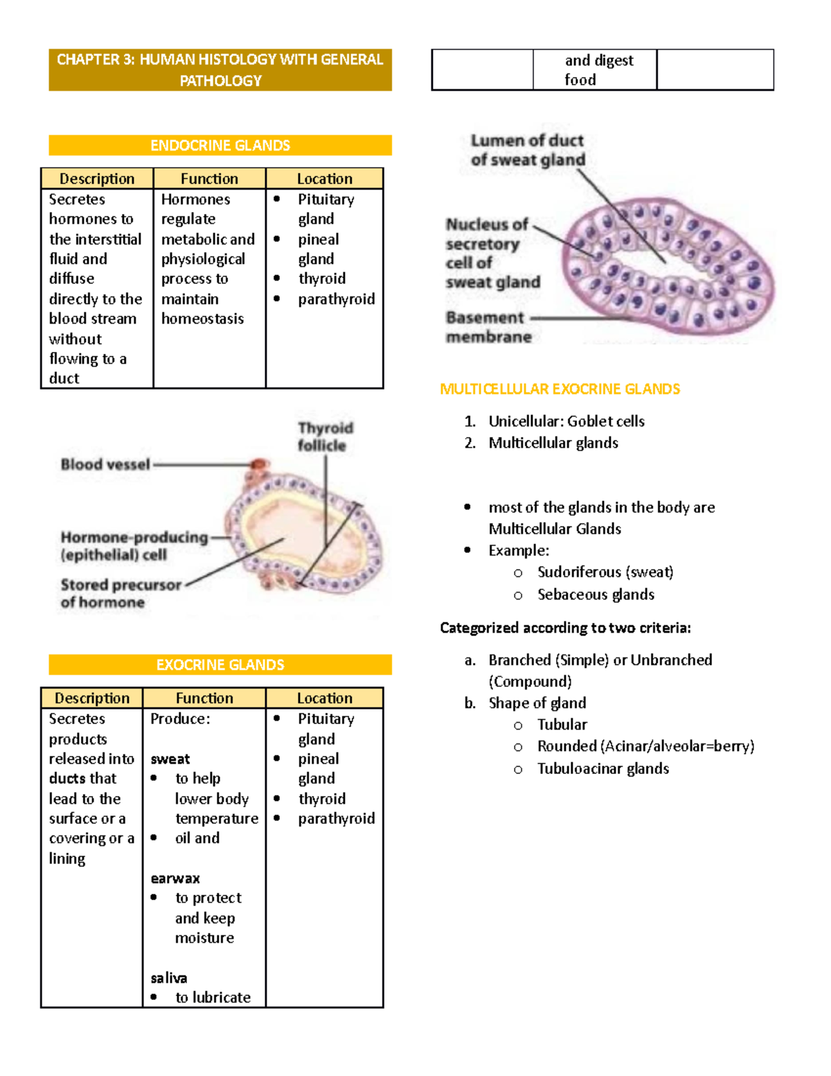 Chapter 3 - Endocrine, Exocrine - CHAPTER 3: HUMAN HISTOLOGY WITH ...