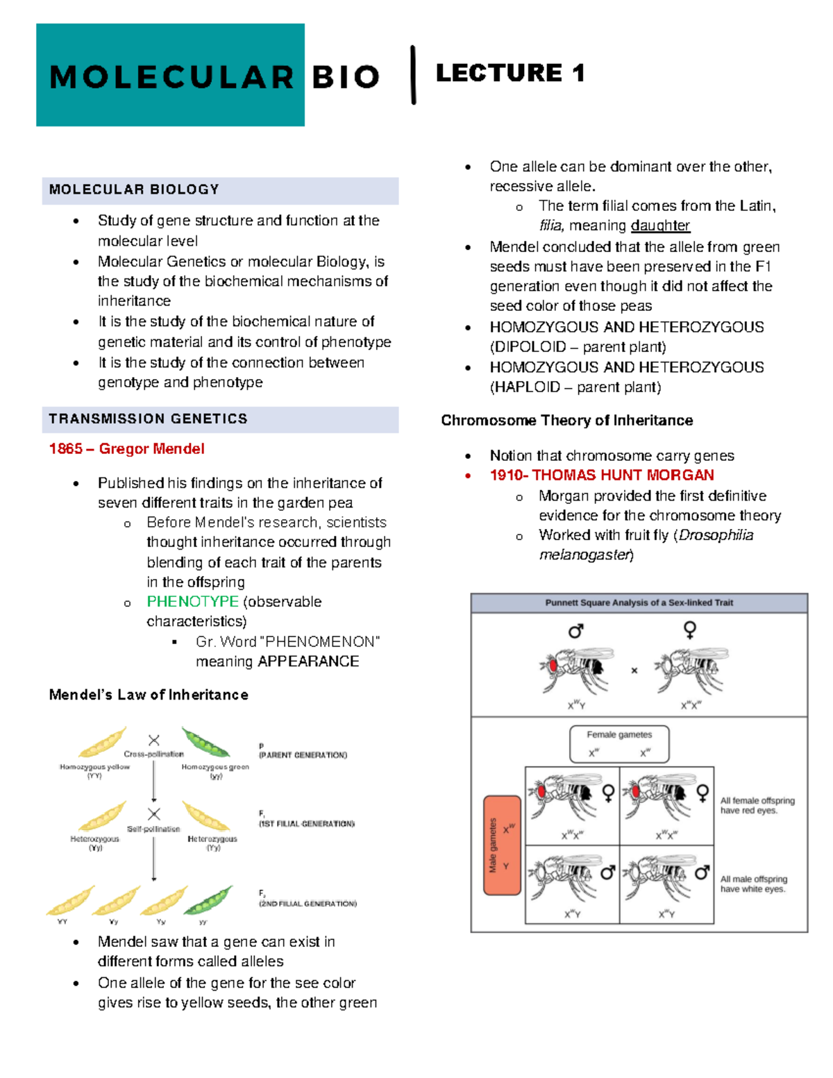 Molecular Biology - Lecture 1 - Intro - MOL ECUL AR BIOL OGY Study of ...