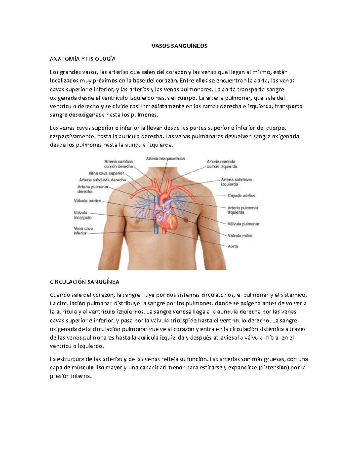 Vasos Sanguineos - VASOS SANGUÕNEOS ANATOMÕA Y FISIOLOGÕA Los grandes ...