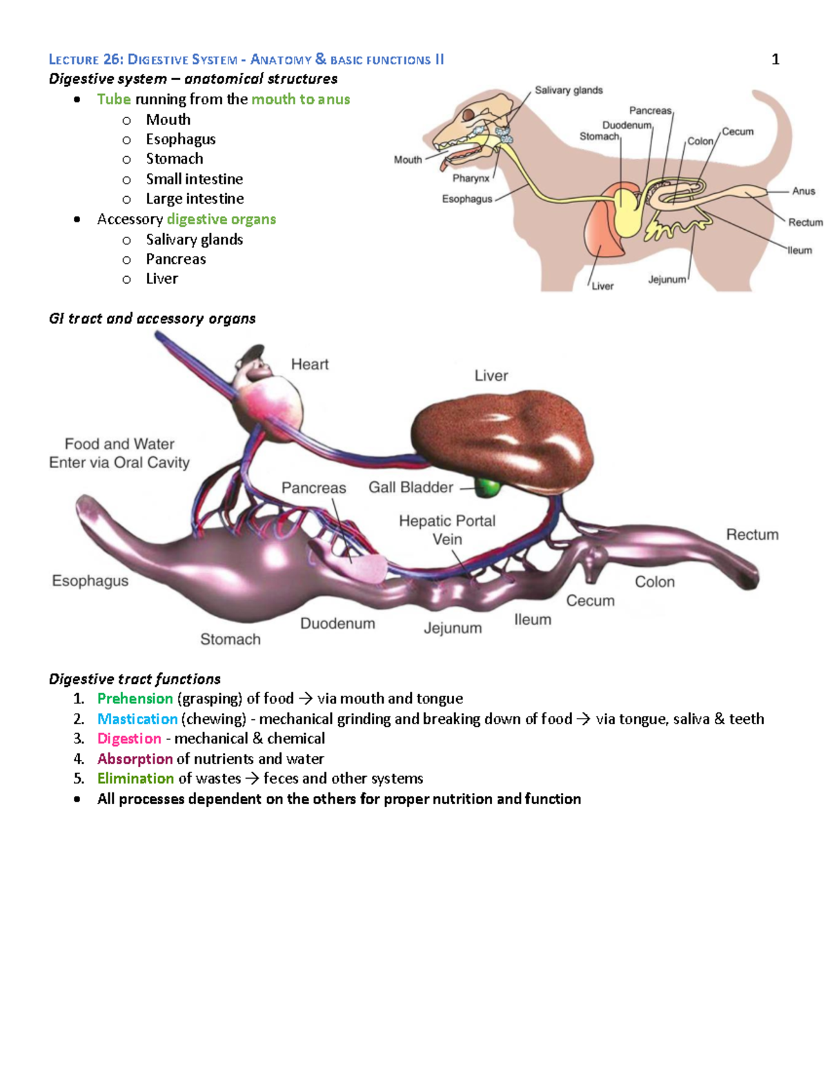 Lecture 26- Digestive System - Anatomy basic functions II - Digestive ...