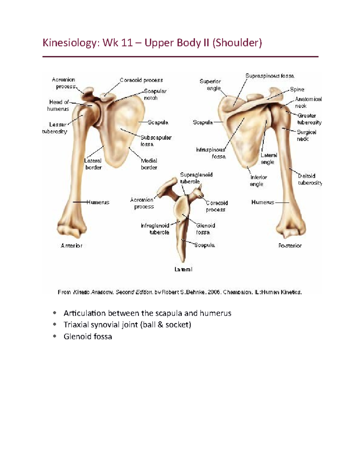Kinesiology - shoulder - Kinesiology: Wk 11 – Upper Body II (Shoulder ...