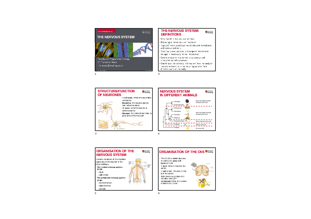 The nervous system 7 - Copyright University of Reading THE NERVOUS ...