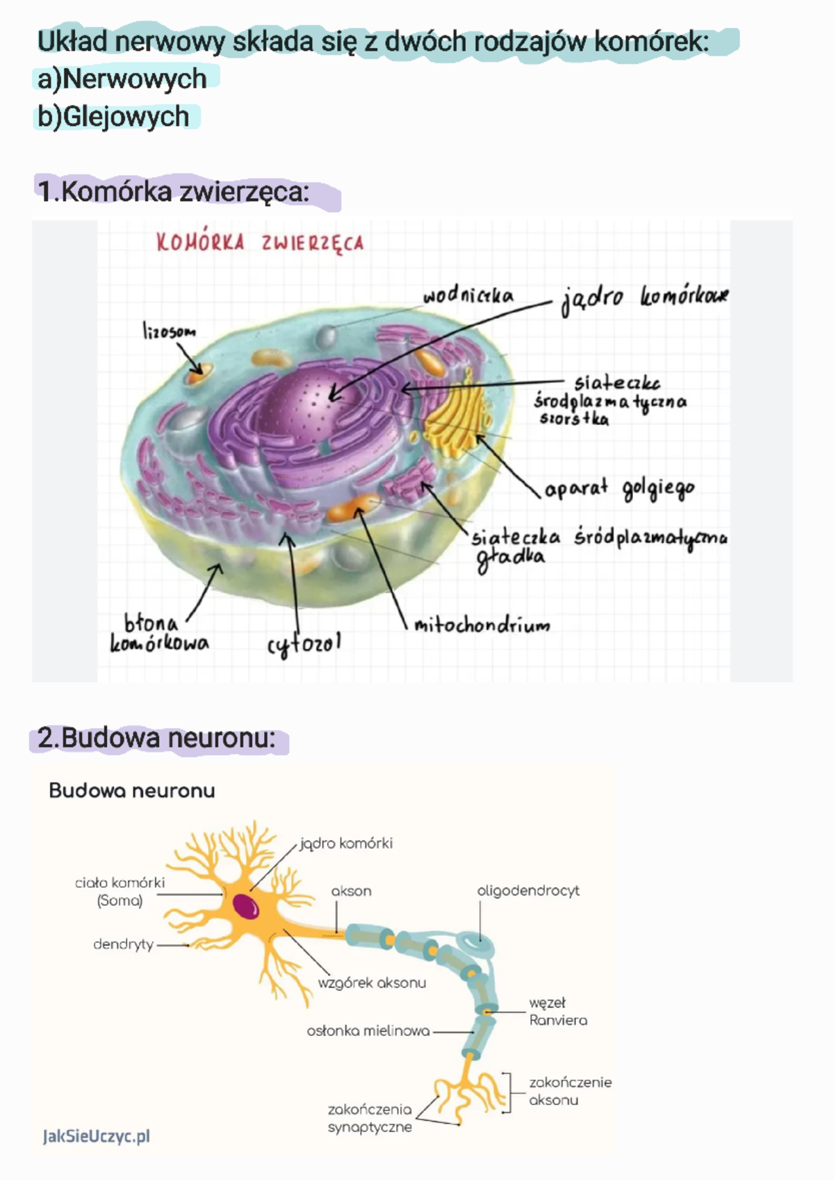 Tkanka nerwowa i przewodnictwo 241105 210251 - Uktad nerwowy sktada sie Z dwoch rodzajów komórek ...