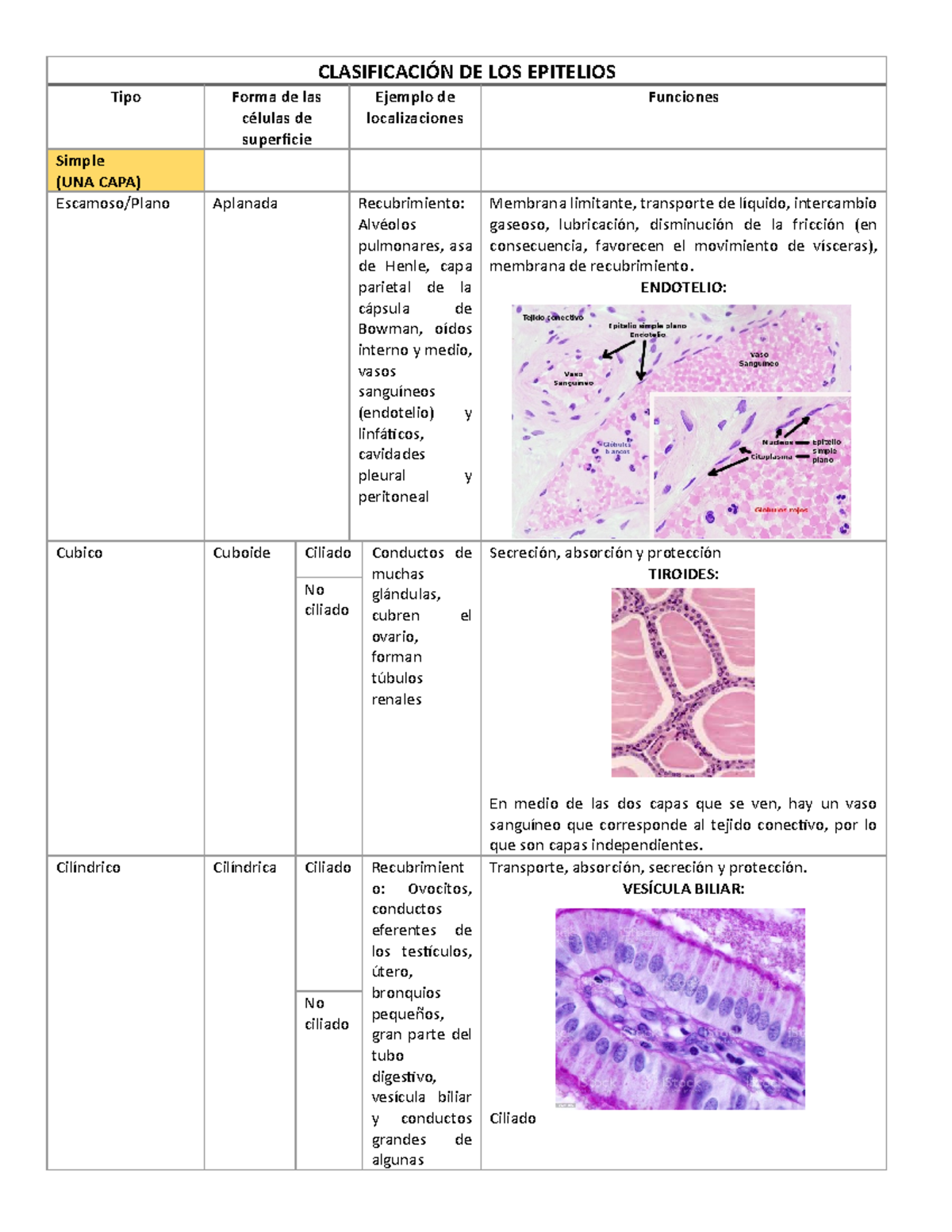 Clasificación de los epitelios - CLASIFICACIÓN DE LOS EPITELIOS Tipo Forma de las células de ...