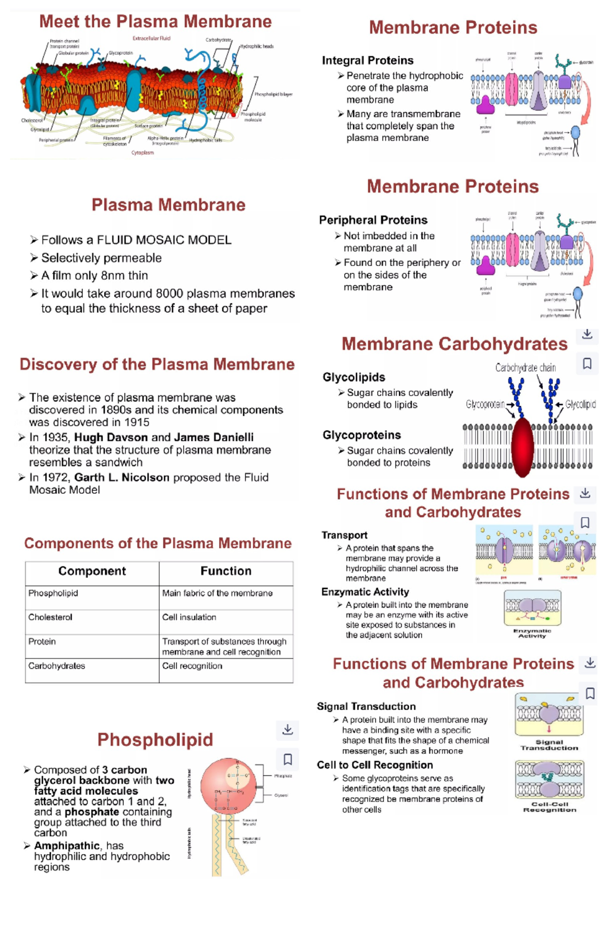 Genbio notes 3 - Meet the Plasma Membrane Membrane Proteins ...
