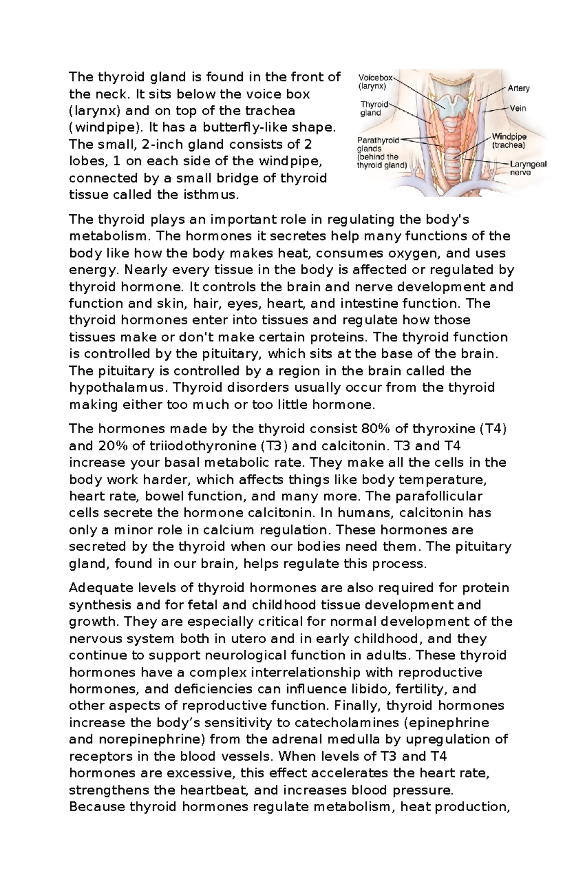 Anaphysio-thyroid - The thyroid gland is found in the front of the neck ...