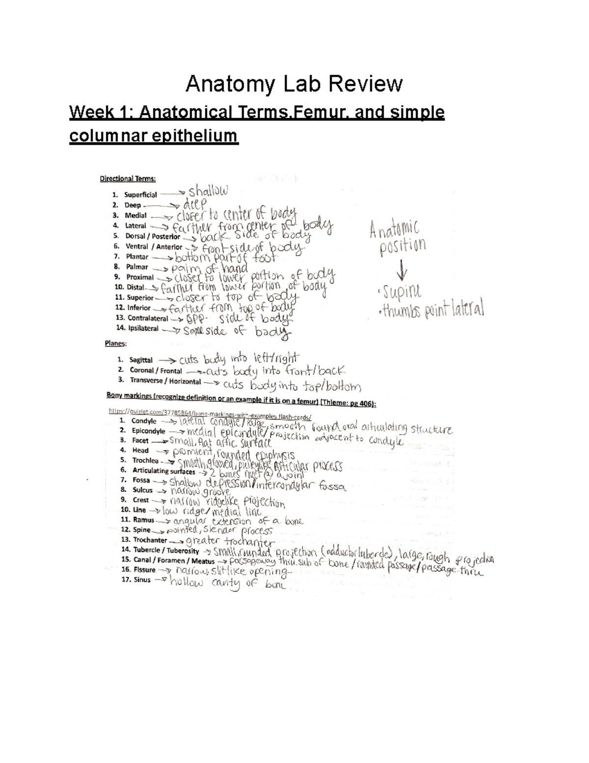 Anatomy Lab Review - This includes all the labeled diagrams that are ...