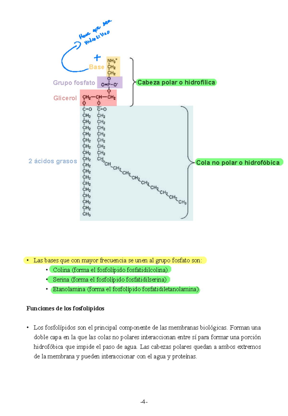 10-Generalidades+de+los+l%C3%ADpidos - 4 - Cabeza polar o hidrofílica ...