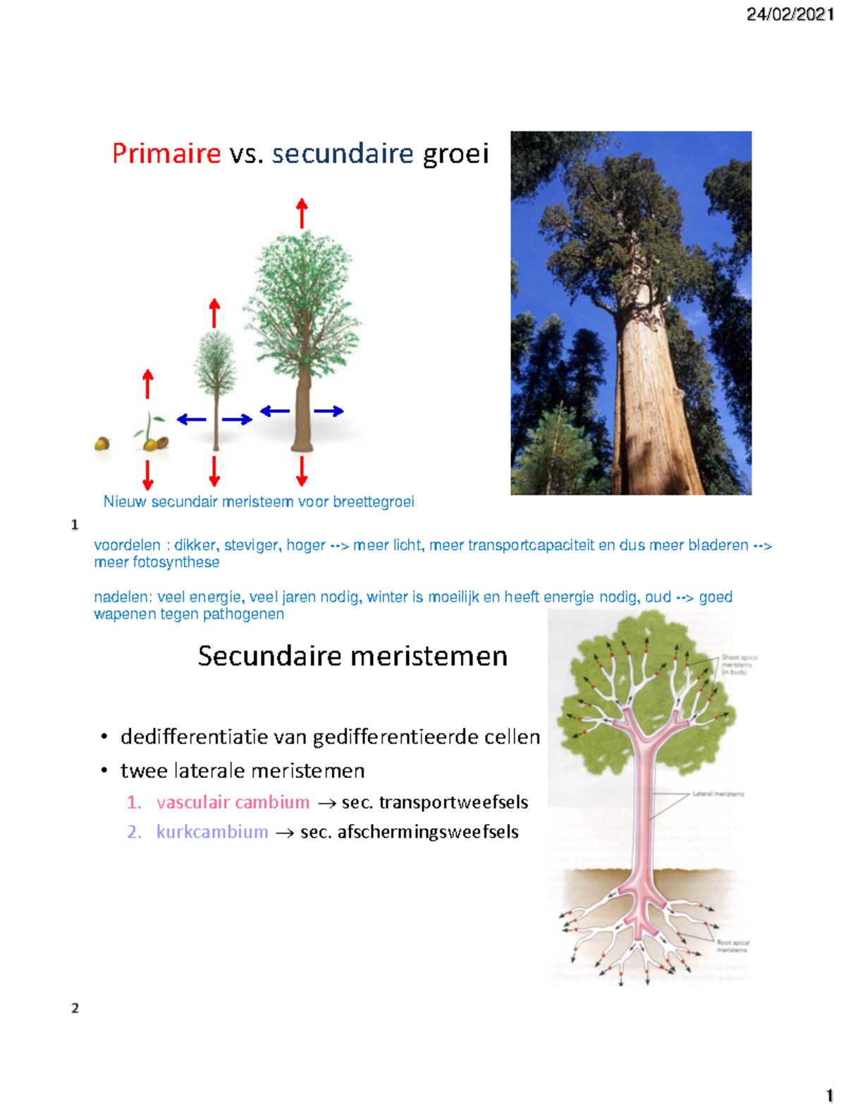 4. secundaire stengel - Primaire vs. secundaire groei Secundaire ...