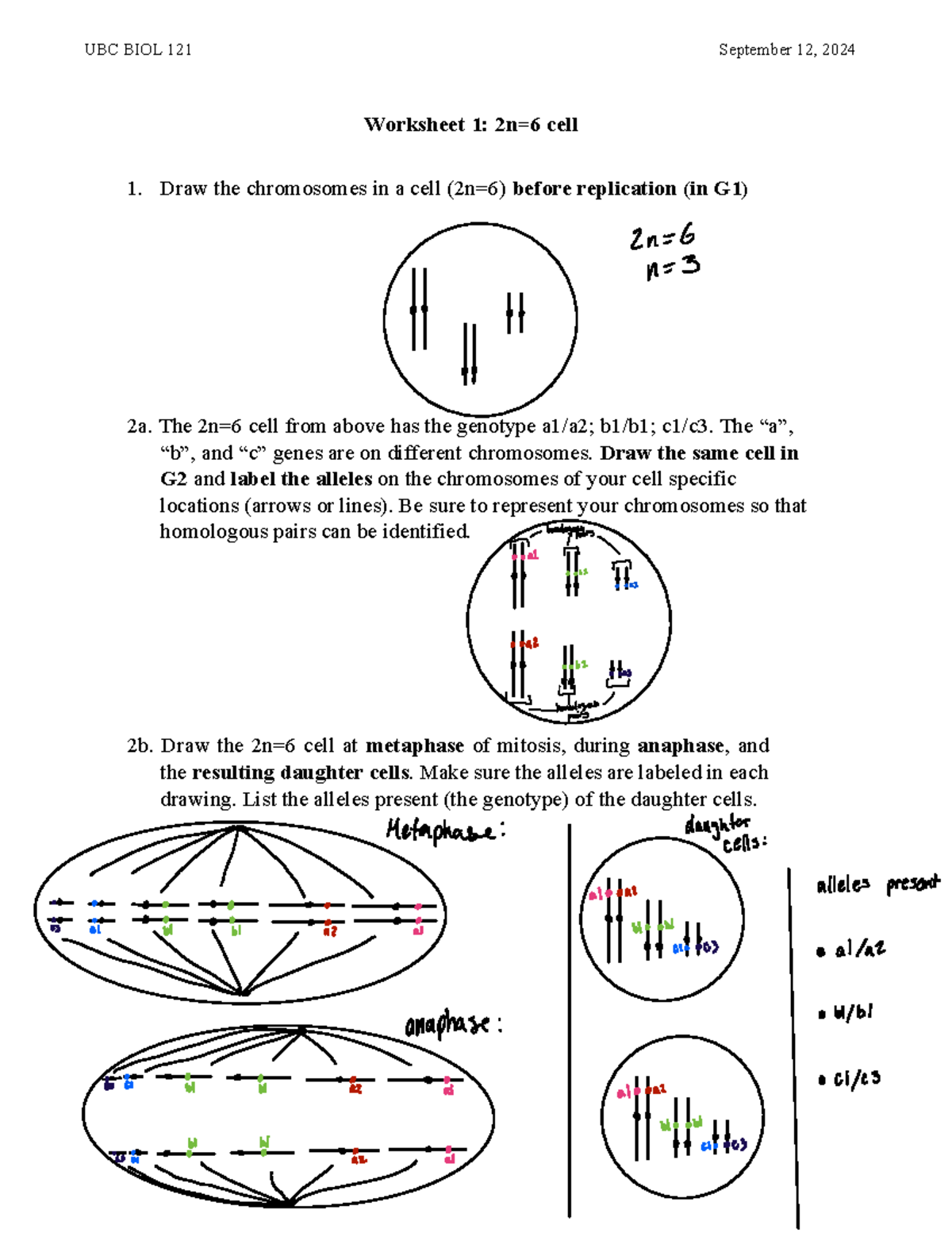 Worksheet #1 2n=6 - UBC BIOL 121 September 12, 2024 Worksheet 1: 2n=6 ...