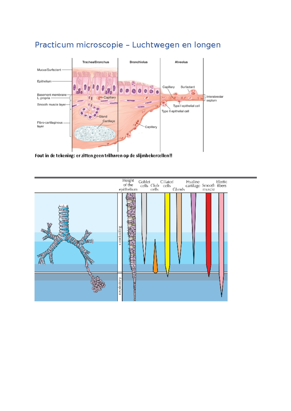 PR Microscopie - Practicum microscopie – Luchtwegen en longen Fout in ...