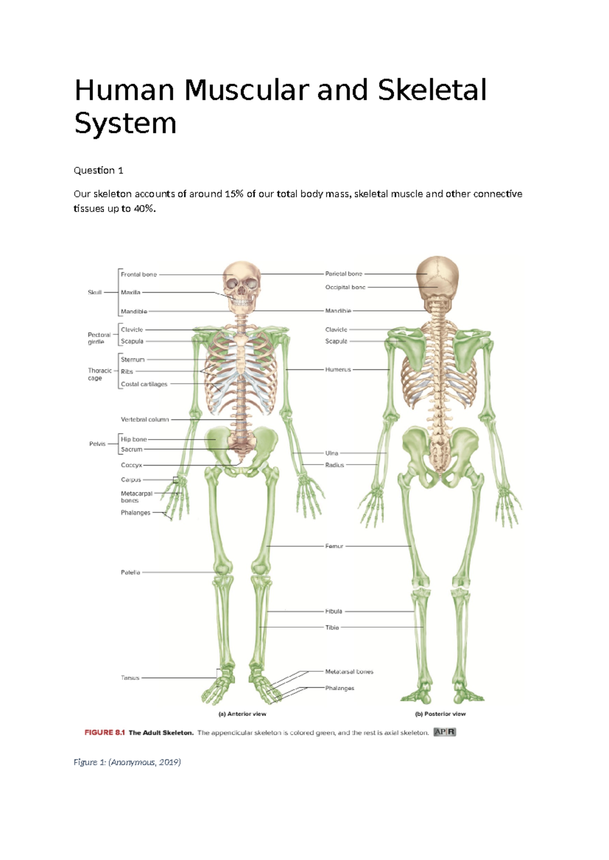 Unit 11 - Human Muscular and Skeletal System - Human Muscular and ...