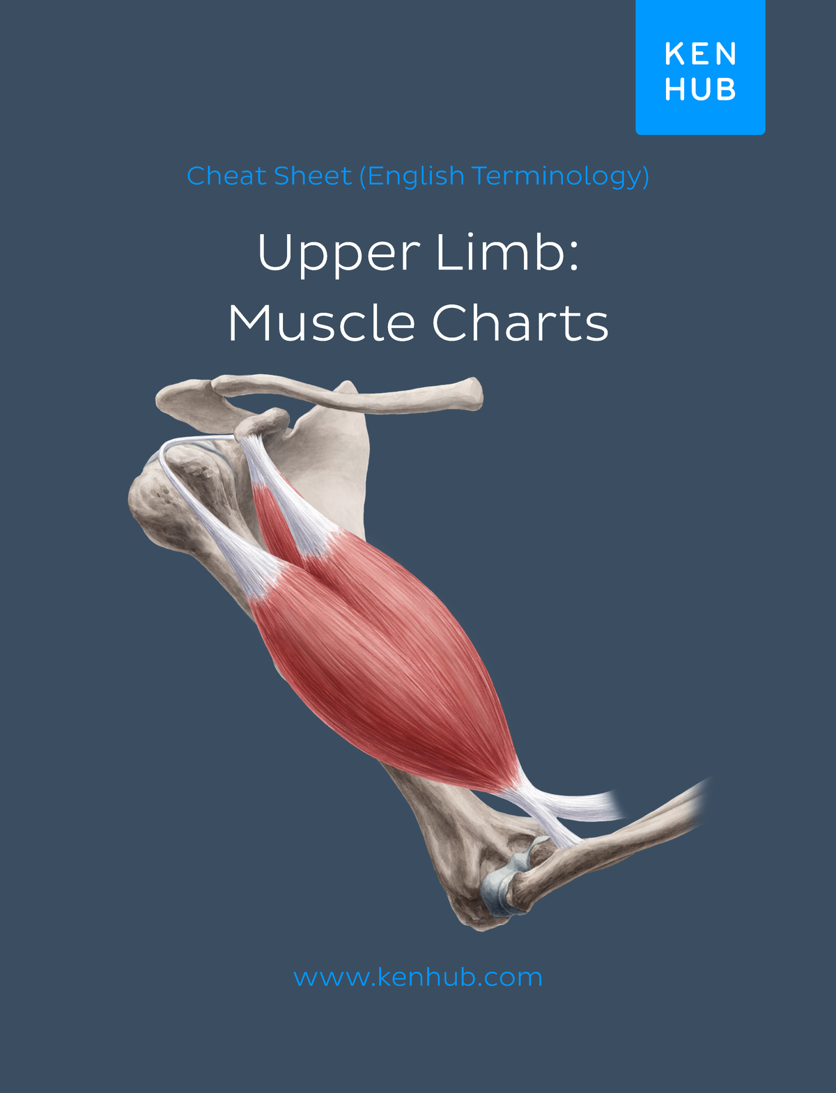 Upper Limb Anatomy by Kenhub (z-lib - Upper Limb: Muscle Charts Cheat ...