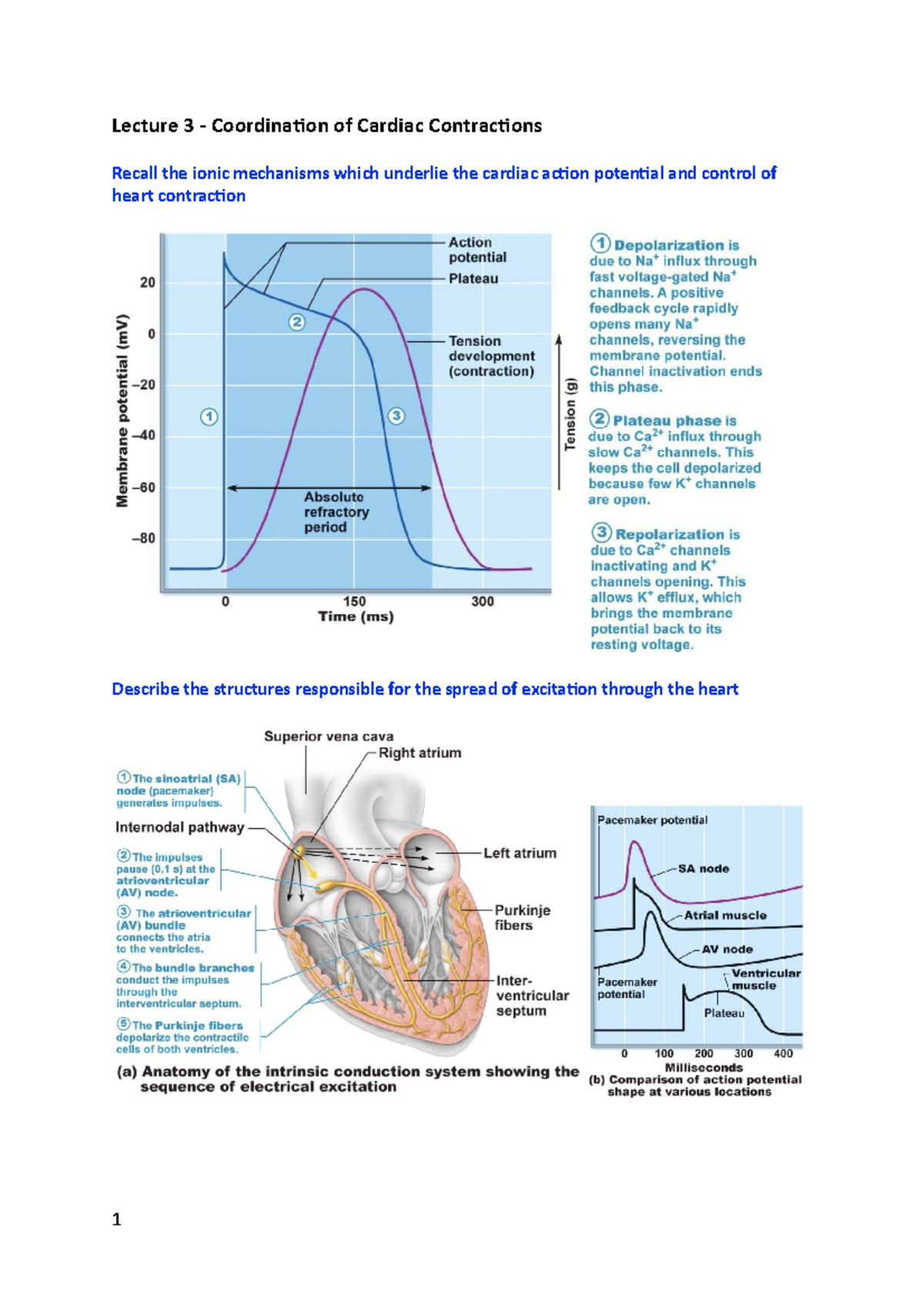 Lecture 3 - Coordination of Cardiac Contractions - Lecture 3 ...