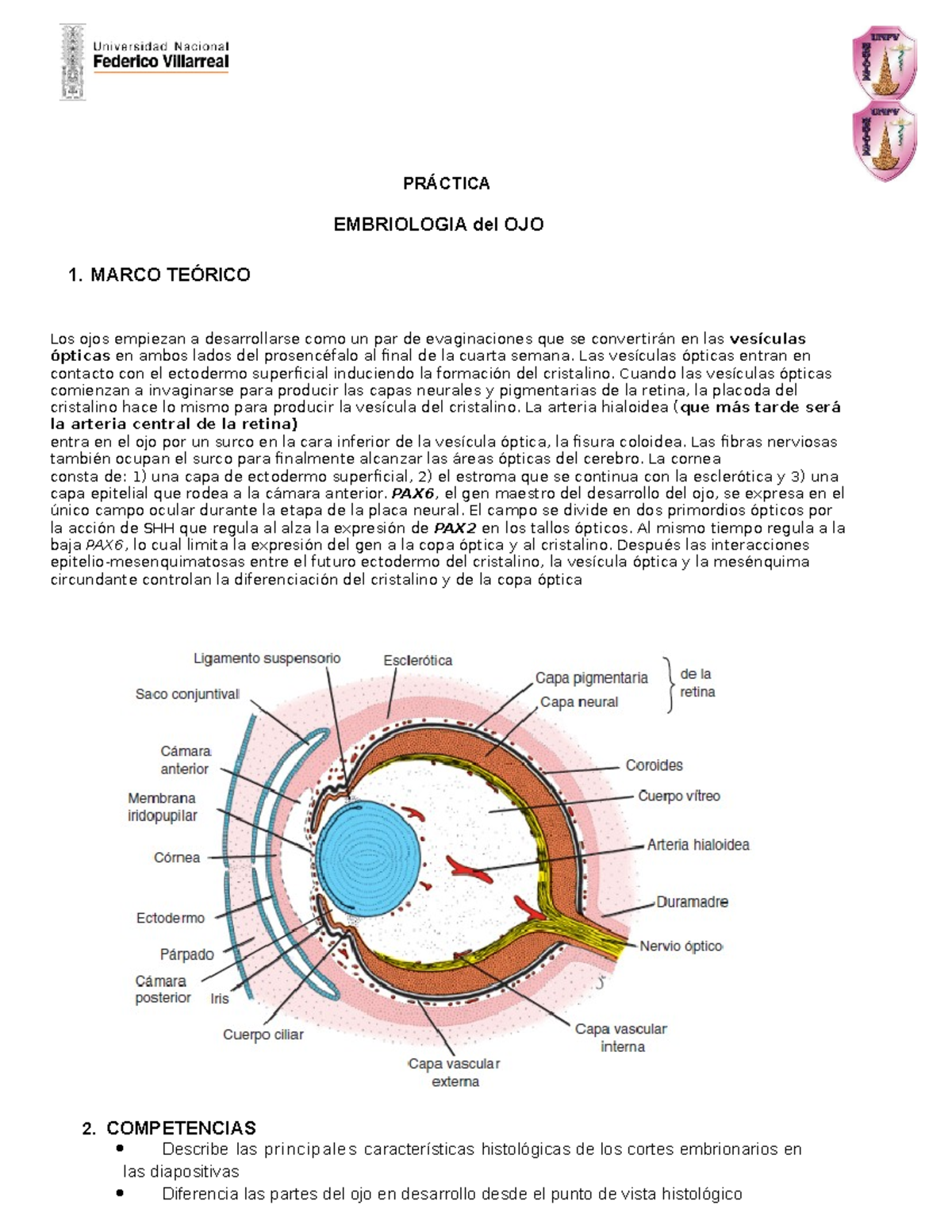 Practica embriologia dle ojo - PRÁCTICA EMBRIOLOGIA del OJO 1. MARCO ...