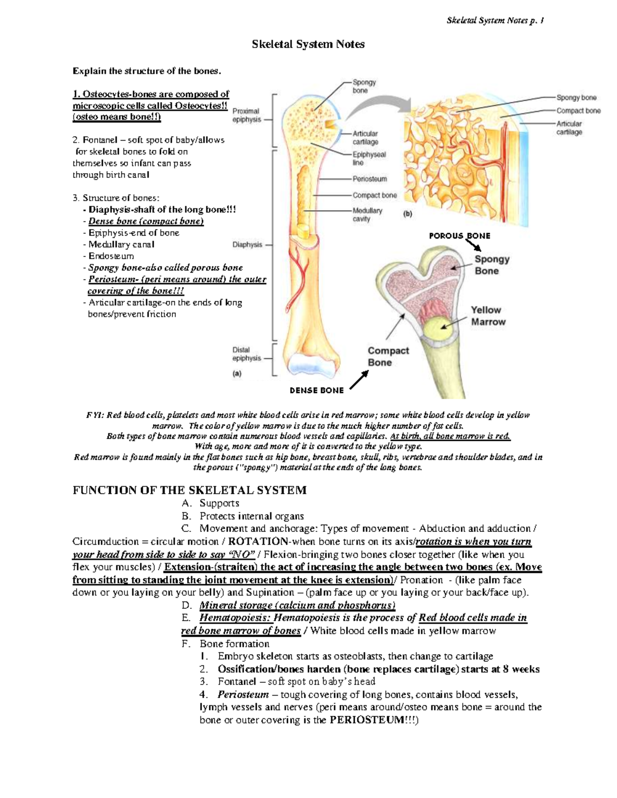005831890 - Anatomy - Skeletal System Notes Explain the structure of ...