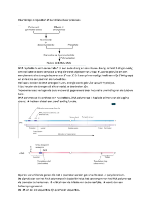 Practicum anatomie luchtwegen en nieren - 1 Practicum anatomie 2 ...