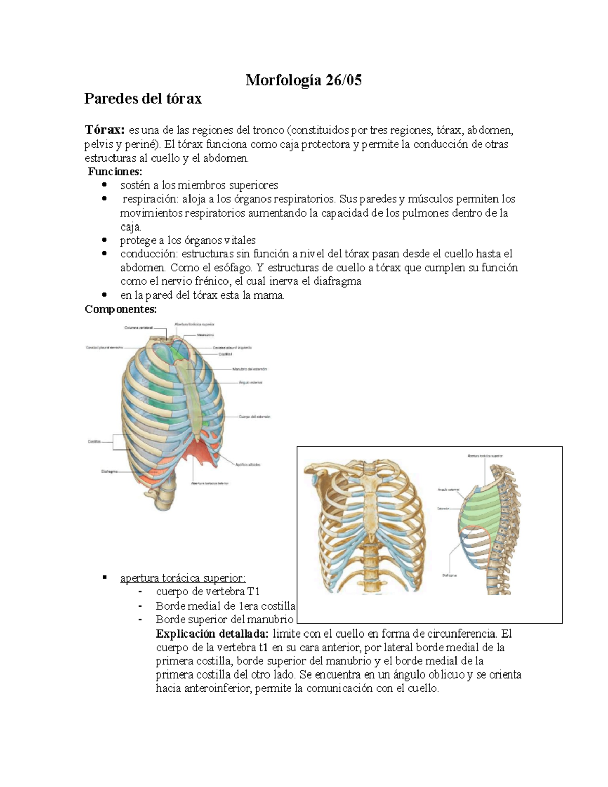 Tórax - clase sobre el Tórax - Morfología 26/ Paredes del tórax Tórax ...
