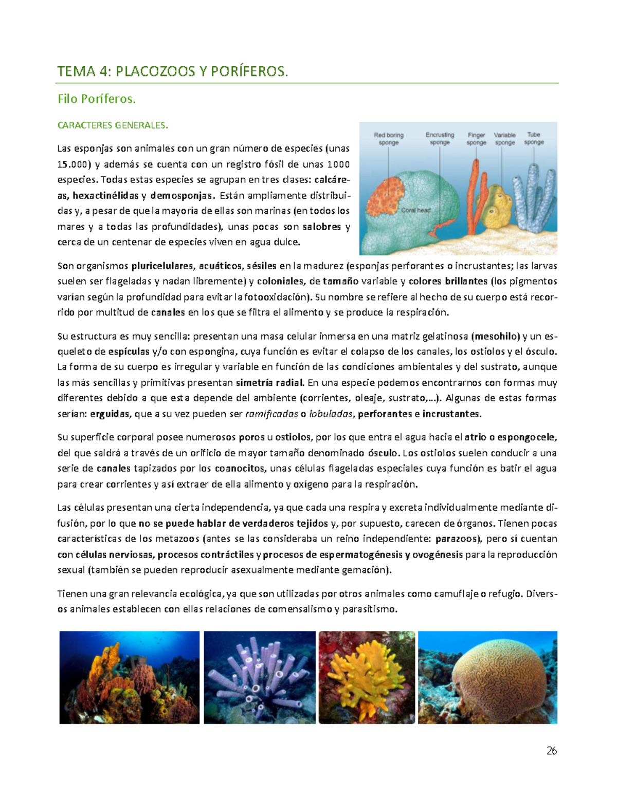 Tema 4 - Placozoos y Poríferos - TEMA 4: PLACOZOOS Y PORÍFEROS. Filo ...