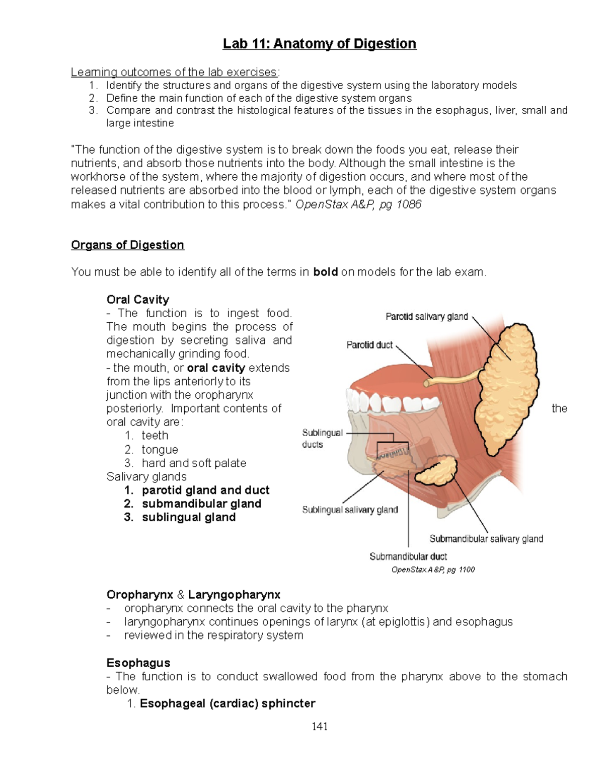 AP2 Lab11 Anatomy of Digestion SP21 - Lab 11: Anatomy of Digestion ...