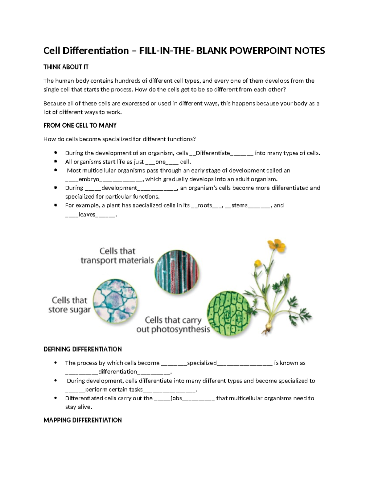 Cell Differentiation Power Point Notes - Cell Differentiation – FILL-IN ...