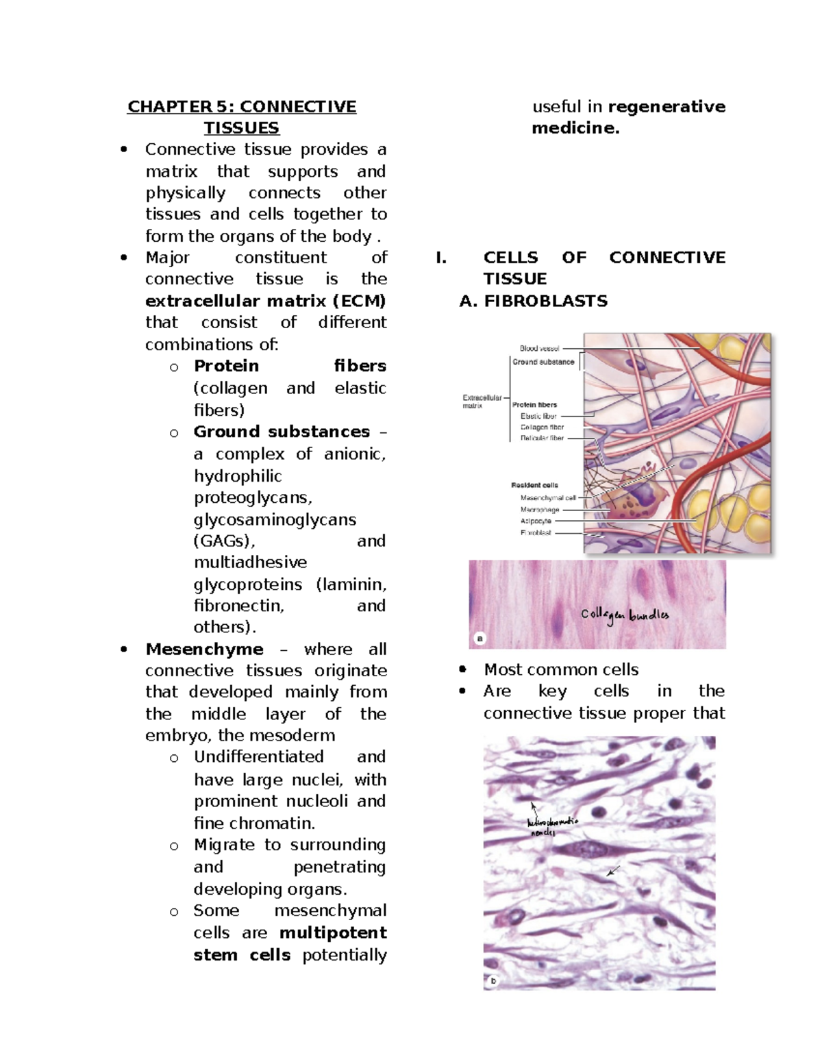 4. Chapter 5 Connective Tissue - CHAPTER 5: CONNECTIVE TISSUES ...