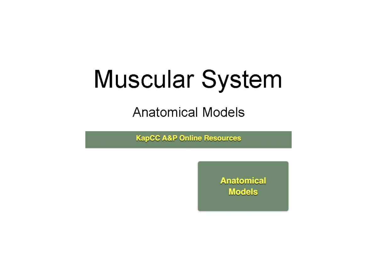 KCC A&P Notes- Muscular System Anatomical Models - Muscular System ...