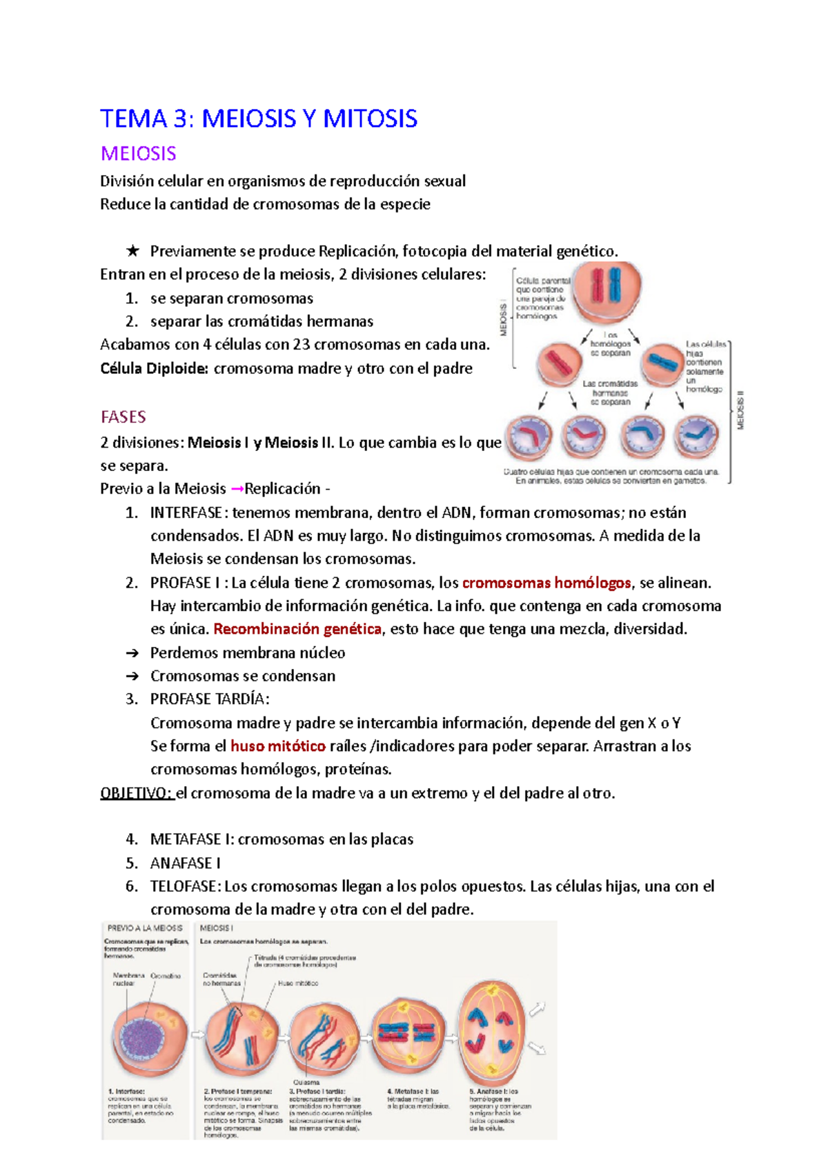 Tema 3 Meiosis y Mitosis - TEMA 3: MEIOSIS Y MITOSIS MEIOSIS División ...